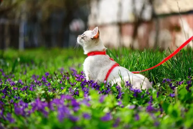 Gato para uma caminhada