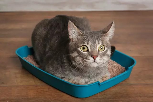 Tray Cat