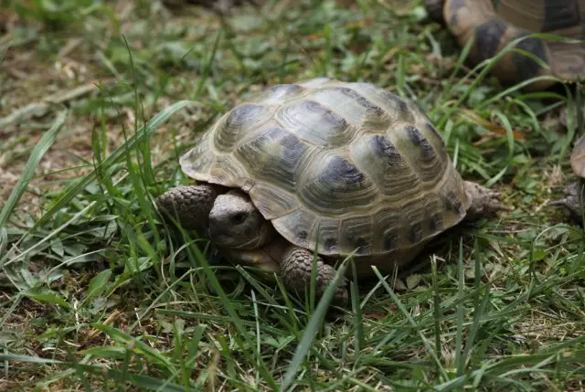 Schildpad op het huisje