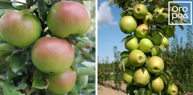 Apple Tree Iksha