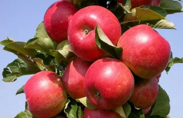Shumëllojshmëri e mollëve të kolonumit vasyugan
