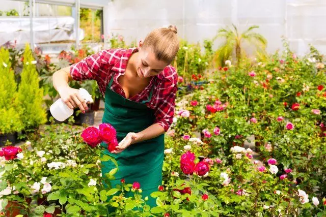 Spraying Roses