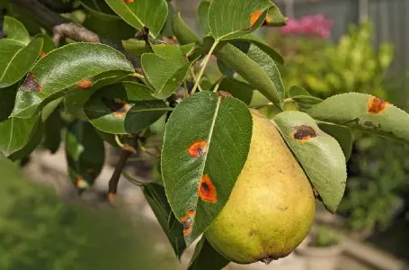 Penyakit pear yang paling berbahaya - penerangan, foto, kaedah rawatan 529_16