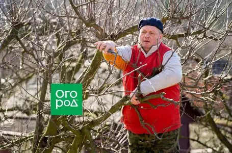 Najbardziej niebezpieczne choroby gruszkowe - opisy, zdjęcia, metody leczenia 529_19