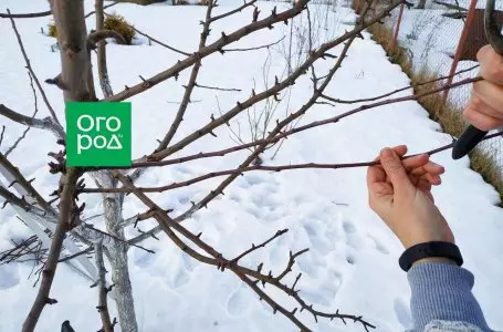 Najbardziej niebezpieczne choroby gruszkowe - opisy, zdjęcia, metody leczenia 529_3