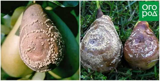 ಪಿಯರ್ ಅನ್ನು ನಿಯಂತ್ರಿಸು