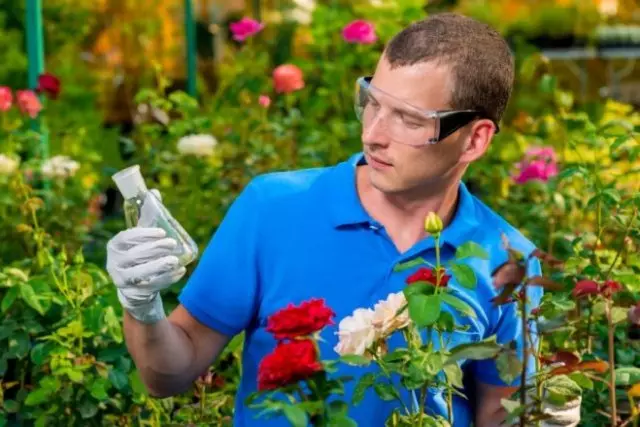 Fertilizantes efectivos para Roses