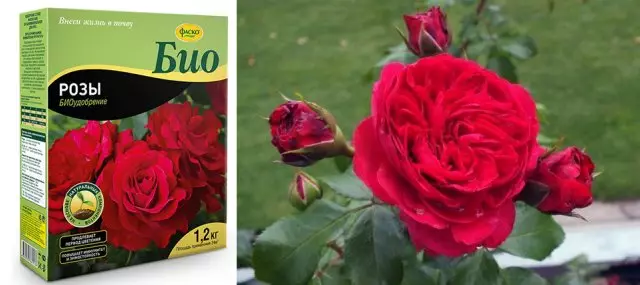 Fertilizantes efectivos para Roses