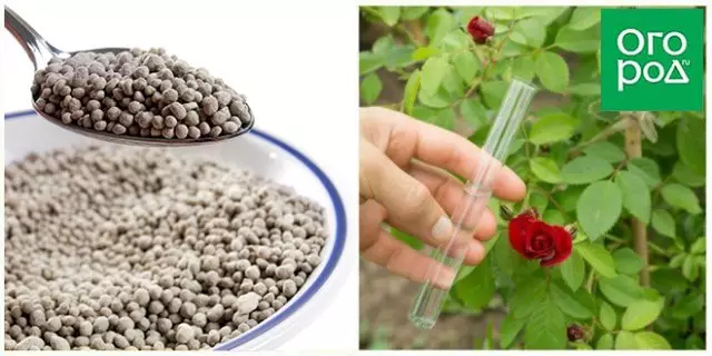 Fertilizantes efectivos para Roses