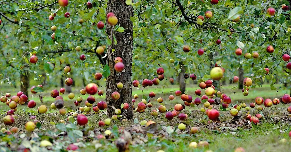Dónde entregar las manzanas y peras PADALITSA: Soluciones simples