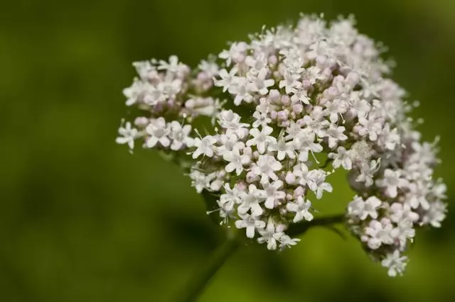 antidepressant Valerian