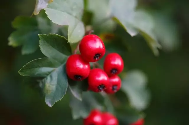 Hawthorn antidepressant