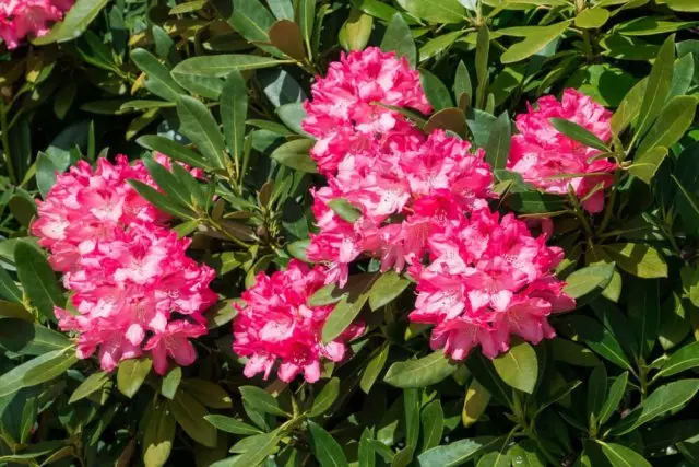 Azalea Sadovaya oder Rhododendron