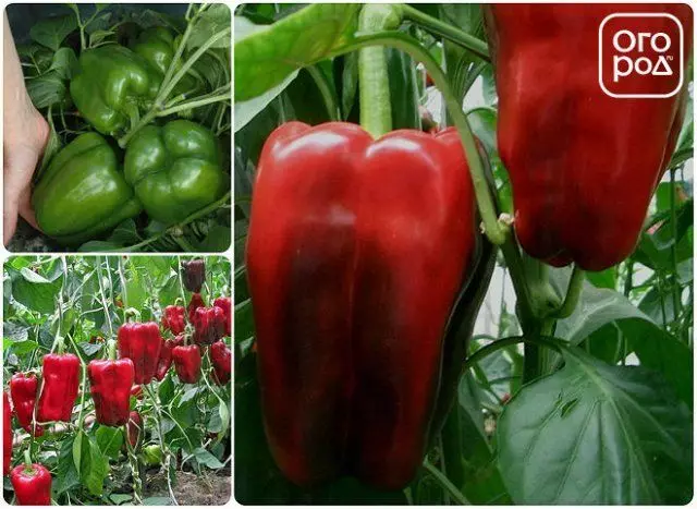 Pepper Grade Avangard