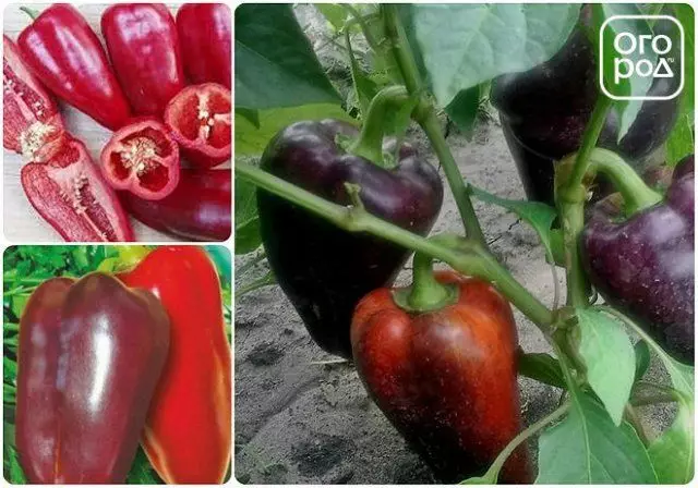 Pepper Giredhi Lailak Bell