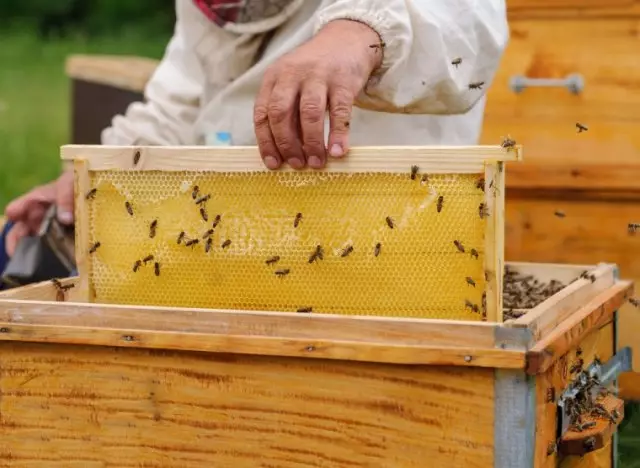 Användbara egenskaper hos propolis