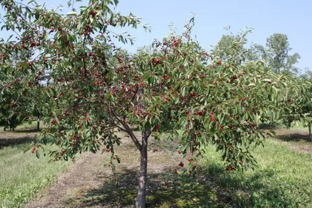 Fruiting cherry.