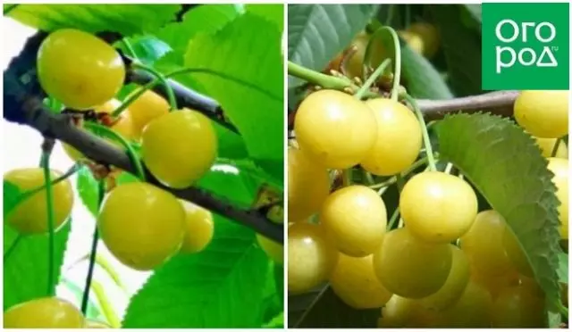 Rossoshanskaya żółta wiśnia