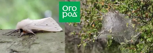 American White Butterfly Pest Photo Deskribapena