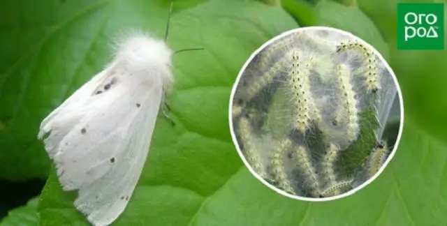 American White Butterfly Pest Foto Beskrivelse