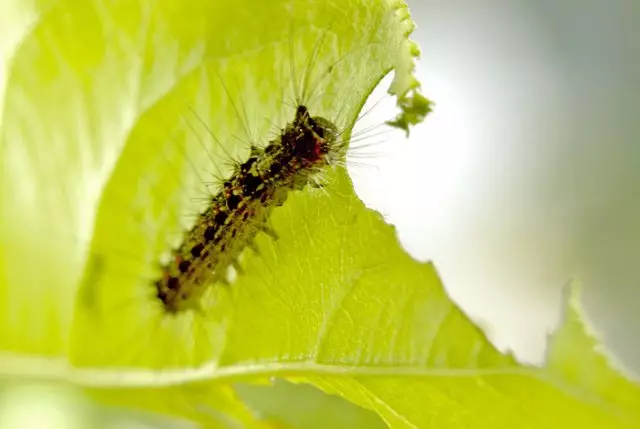 American White Butterfly Pest Press Priskribo