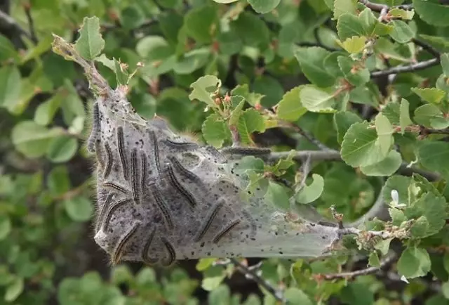 American White Butterfly Pest Press Priskribo