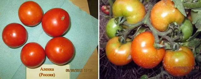 Tomates au sol ouverte