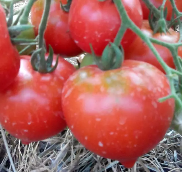 Açıq torpaq pomidoru