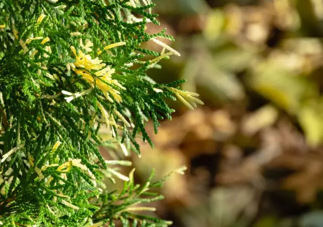 Tuya batı smaragd variegata