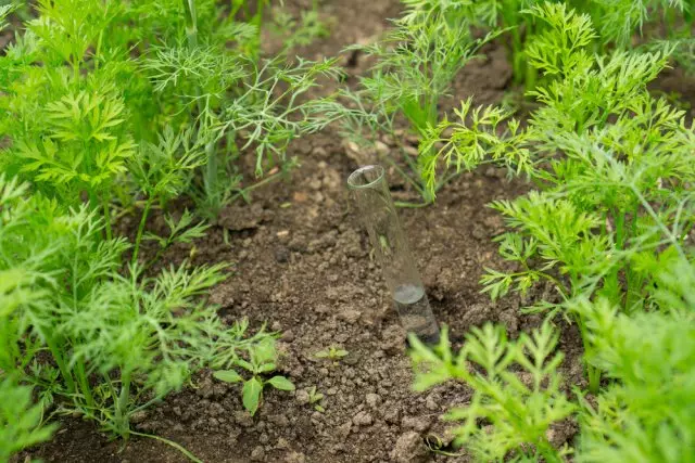 Îngrășăminte pentru legume