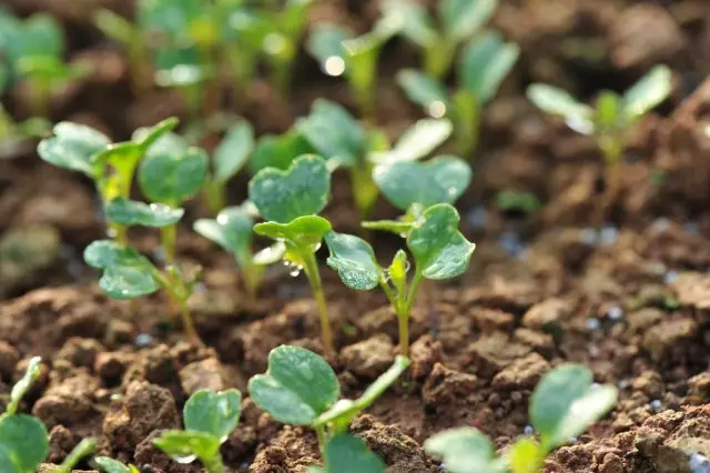 Lăstari de plante