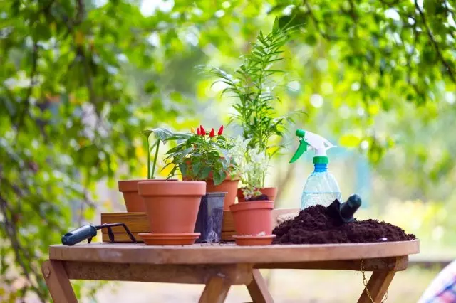 Fòme houseplants