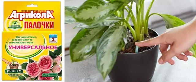 Bumubuo ng mga houseplants