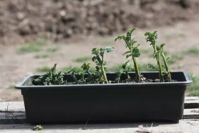 Nduku seedlings