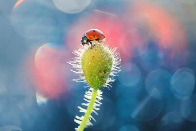 Hvor smuk og korrekt skyder blomster