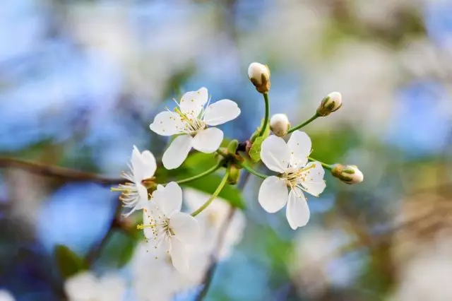 Hvor smuk og korrekt skyder blomster