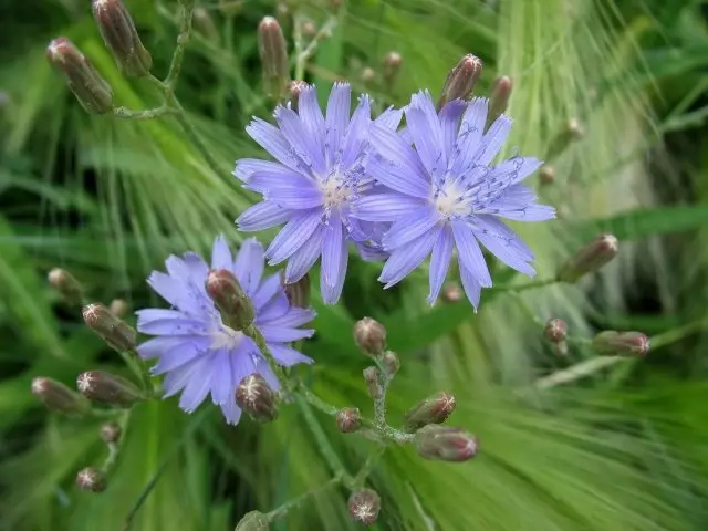 Hvor smukt og korrekt skyder blomster i haven