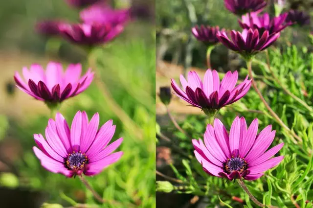 Hvor smukt og korrekt fotografering af blomster