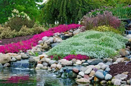 Jardin hypoallergénique - plantes qui ne peuvent pas être cultivées aux allergies 5518_10