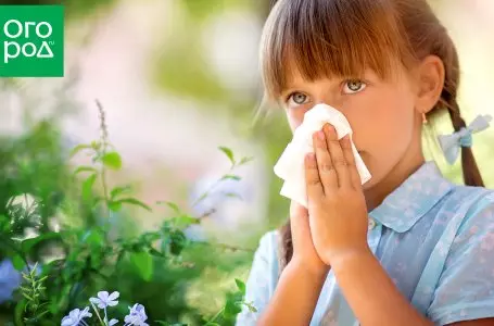 Jardin hypoallergénique - plantes qui ne peuvent pas être cultivées aux allergies 5518_3