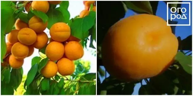 Mga aprikot nga russian russian