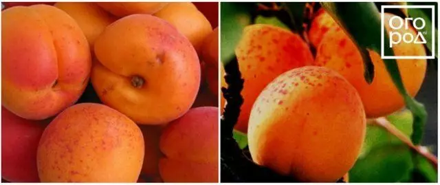 Mga Apricot Grade Snegire
