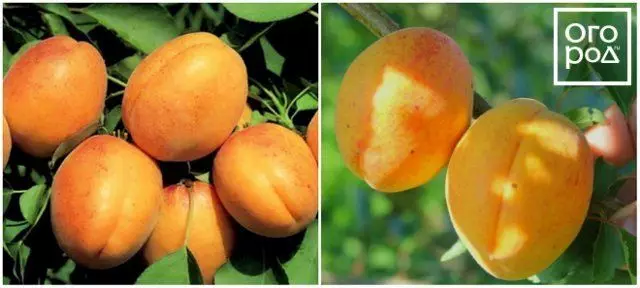 Mga Apricots Larety TriumPhh North