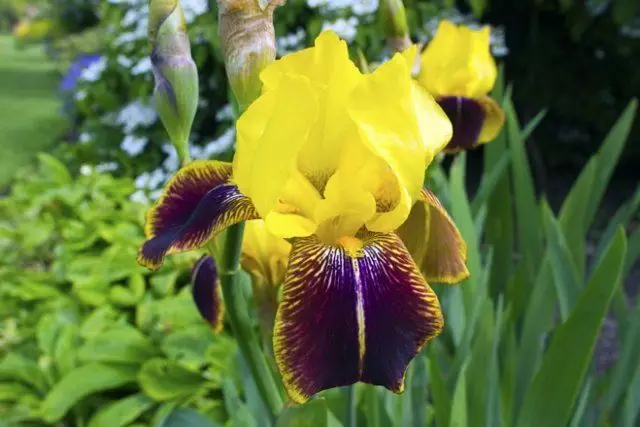 Iris