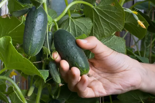 Variétés de concombre et hybrides