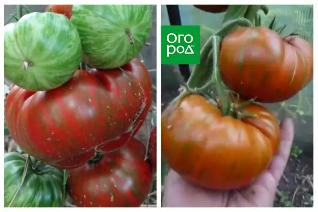 Exotische variëteiten van tomaten