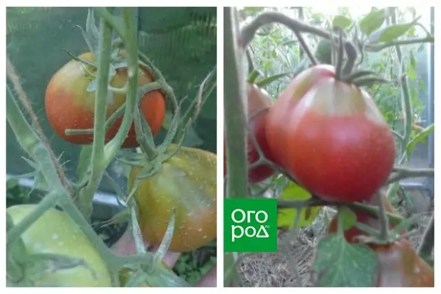 Variedades exóticas de tomates