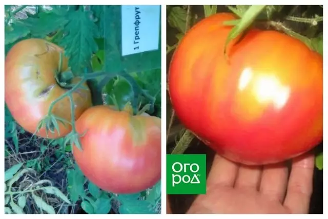 Exotische variëteiten van tomaten