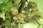 Chena currant