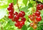 Currants merah